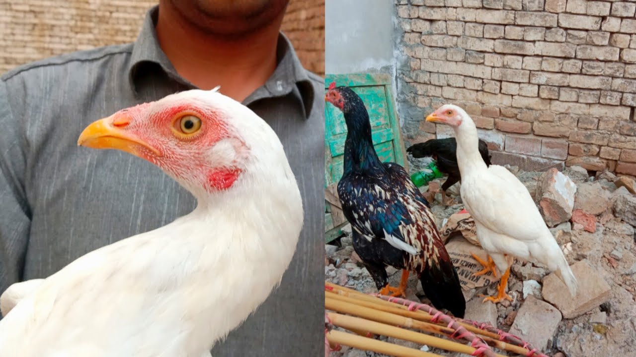 White Heera Aseel Murgi | High quality Aseel breeding | Shoaib Aseel ...