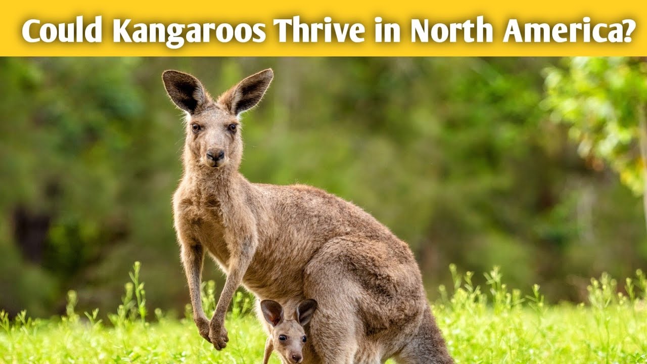 "Could Kangaroos Thrive in North America? - YouTube