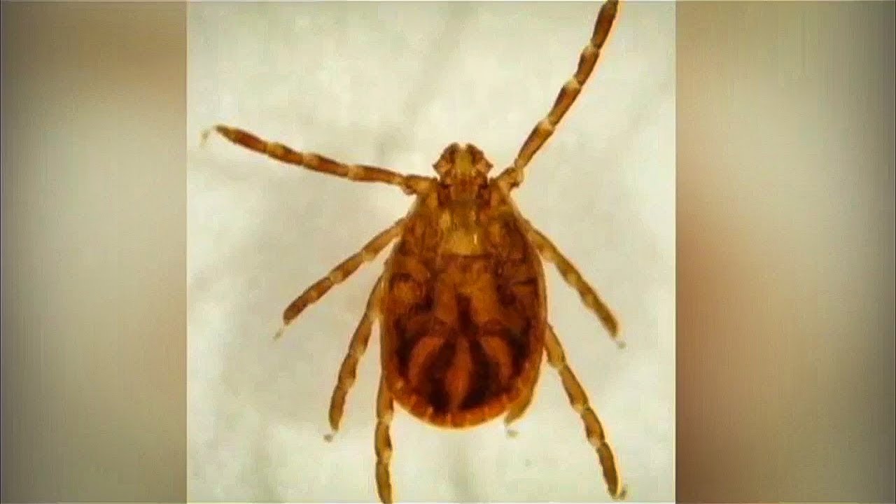Invasive tick species seen in New Jersey - YouTube