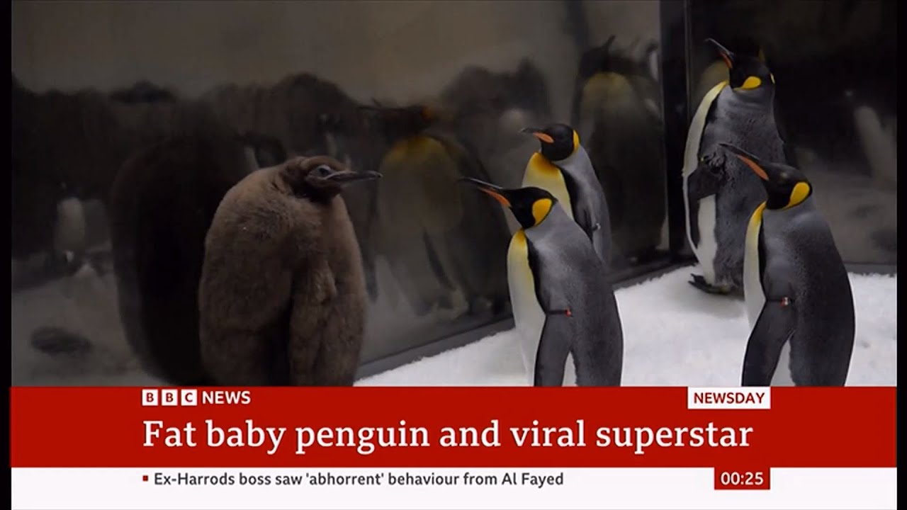 Meet Pesto: the fat baby penguin and viral superstar (Australia/Global ...