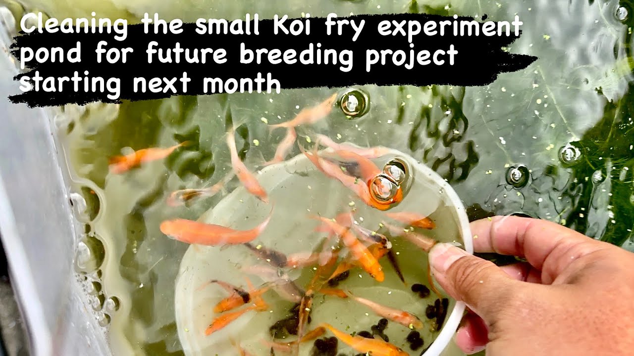 Cleaning the small Koi fry experiment pond for future breeding project ...