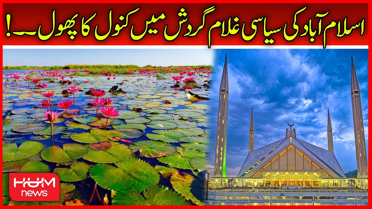 Islamabad Ki Siyasi Ghulam Gardish Mai Kanwal Ka Phool |Kanwal Jheel ...