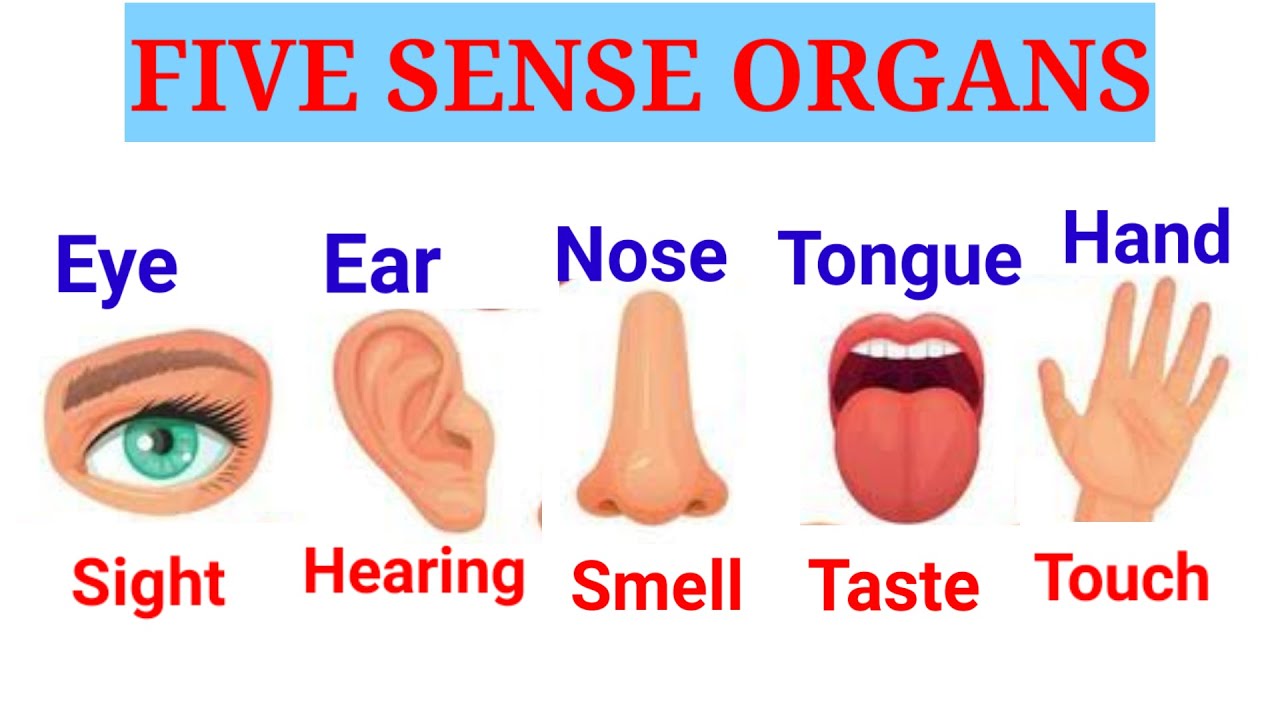 Sense Organs| five sense organs|Our senses|Name of sense organs|Ear ...