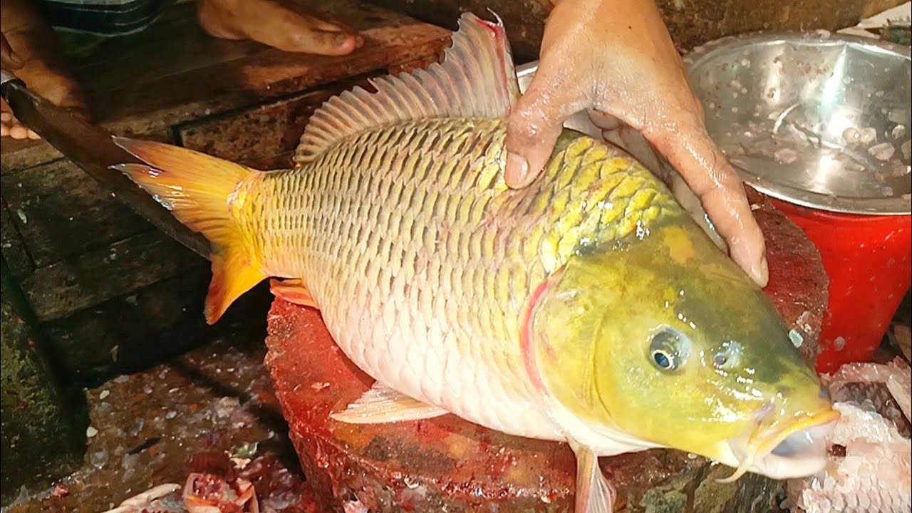 Big karfu fish cutting in fish bangladesh cutting skills video 2023 ...