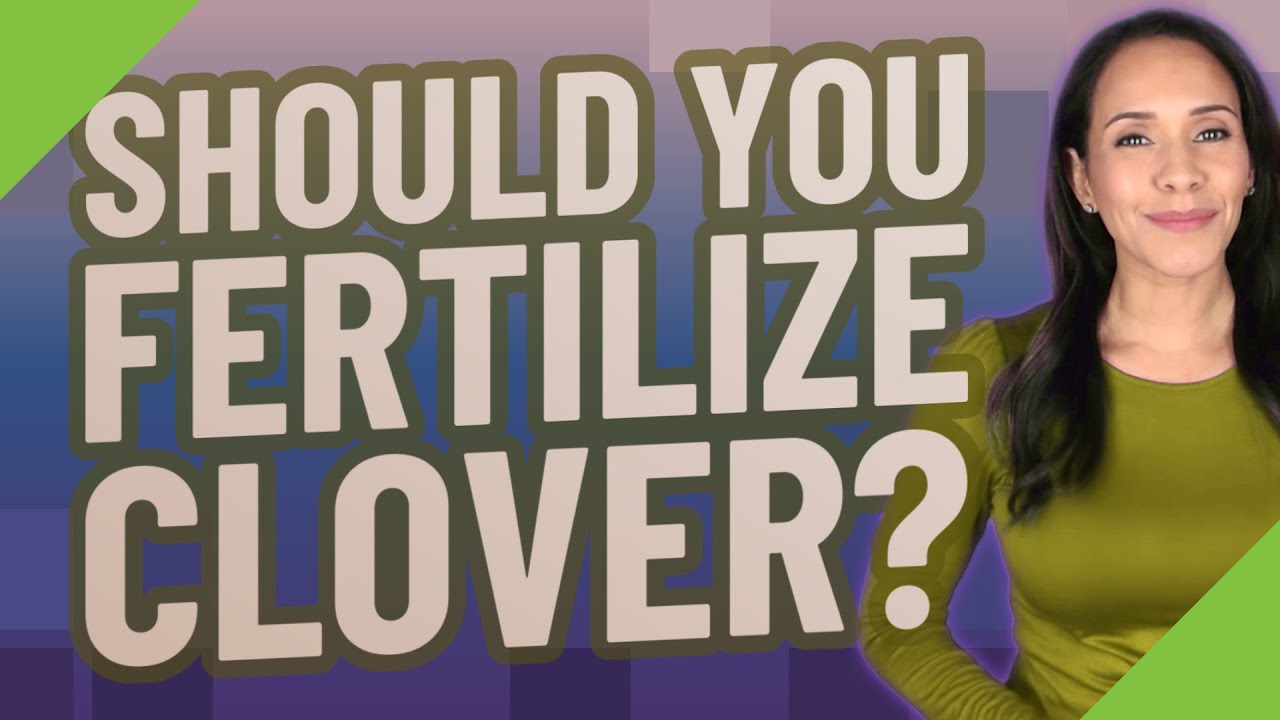 Should you fertilize clover? - YouTube
