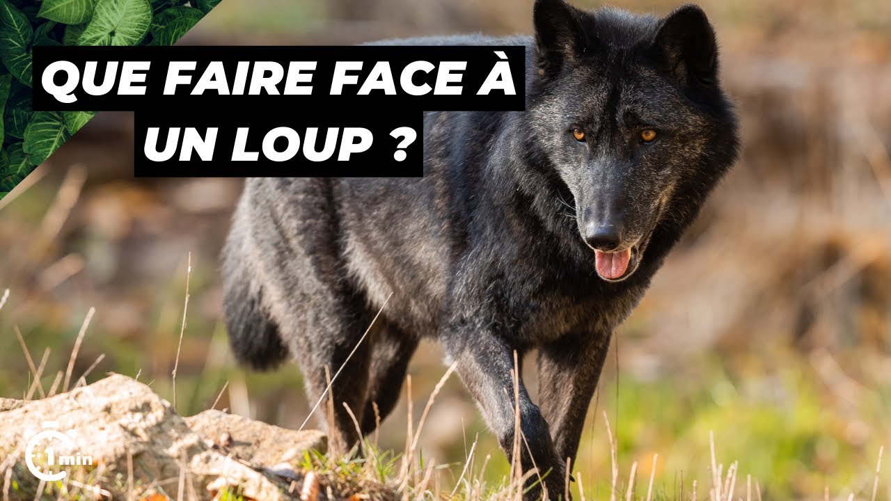 SURVIVRE face à un LOUP : 5 Gestes Qui Pourraient Vous SAUVER ! 🏕️🐺 ...