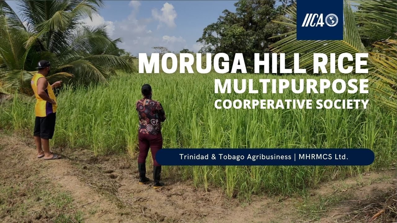 Moruga Hill Rice Multi-Purpose Coorporative Society | IICA - YouTube