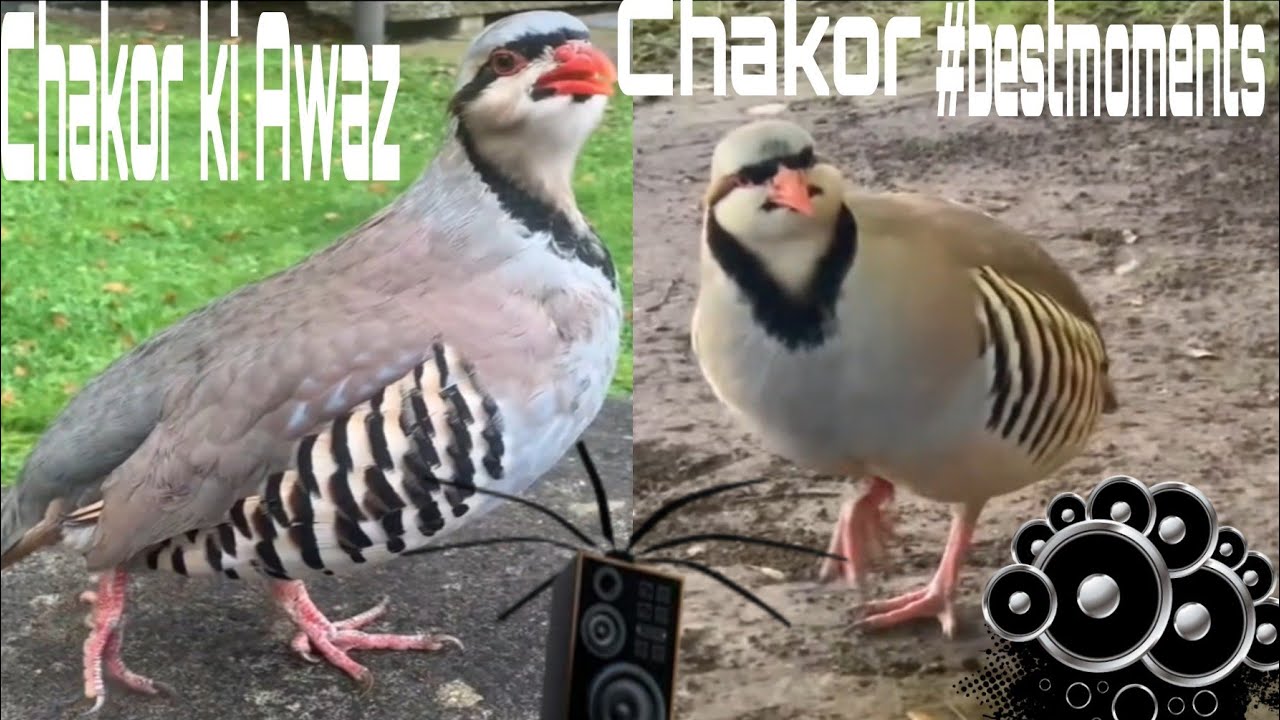 Chakor ki Awaaz | #chakor #bestmoments #chakorkiawaz | #chakor #best # ...