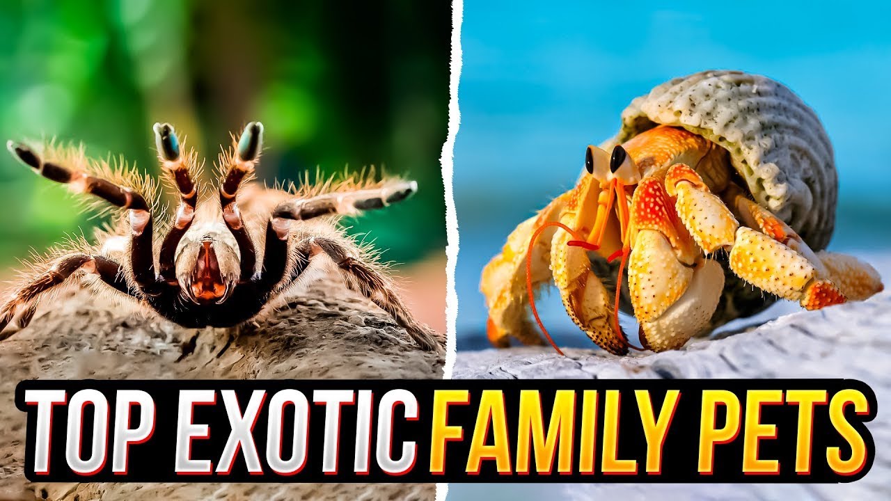 10 Unbelievably Exotic Pets Perfect for Your Family! - YouTube