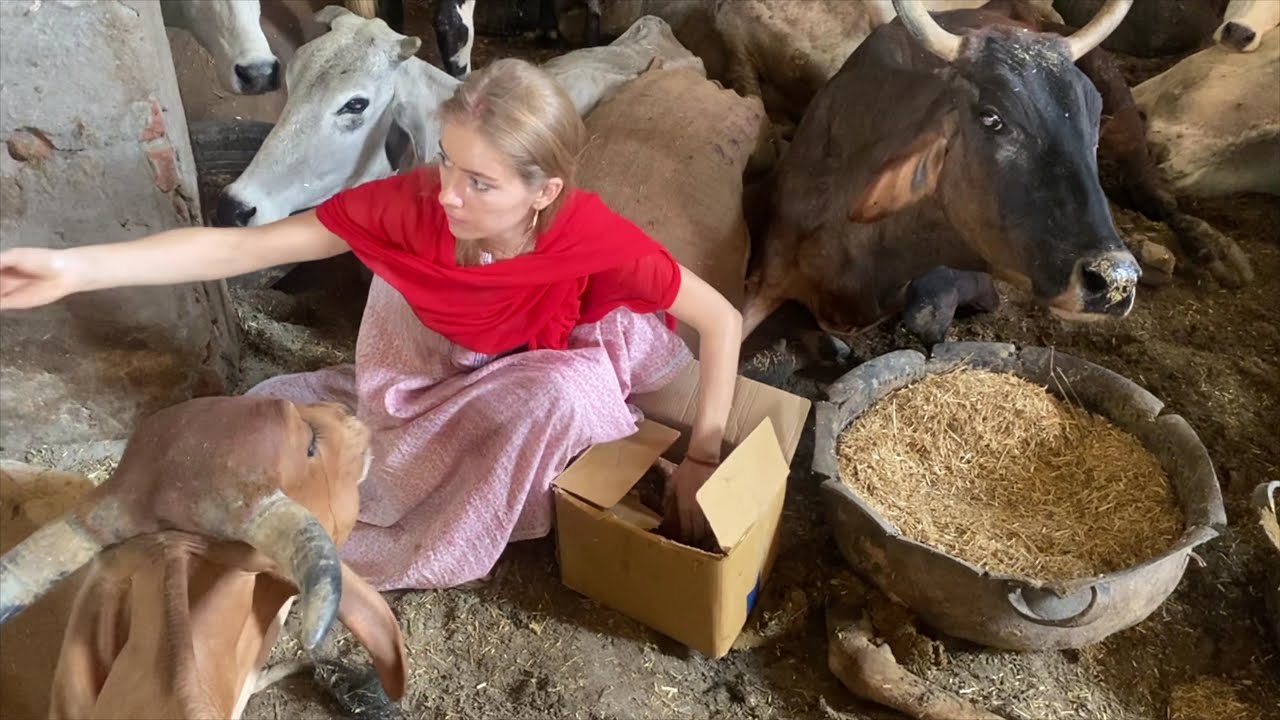 Serving Injured Cows Without Many Words YouTube serving-injured-cows-without-many-words-youtube