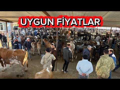 SAMSUN VEZİRKÖPRÜ HAYVAN PAZARI 26 NİSAN 