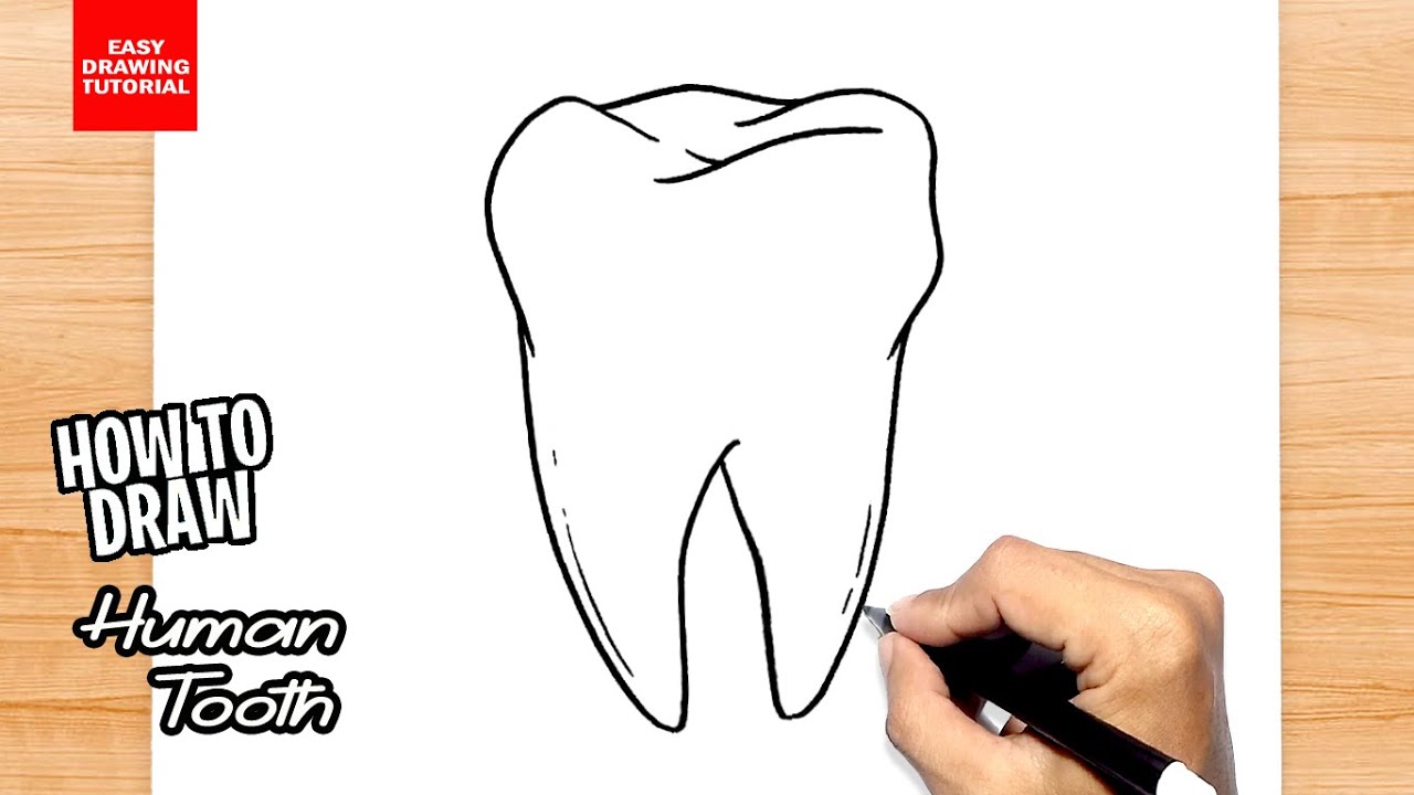 How to draw Human Tooth - YouTube