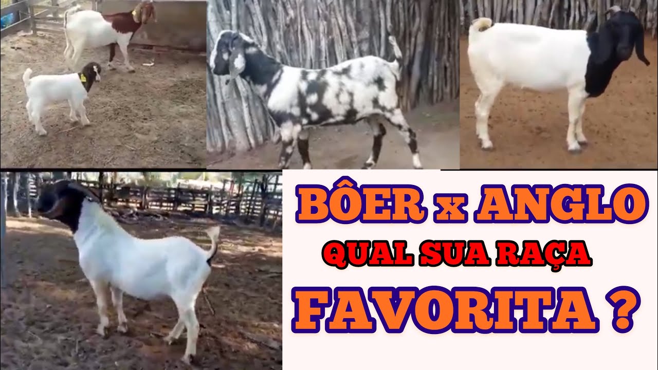 BODE BÔER, ANGLO + NUBIANO CABRAS BÔER CABEÇA VERMELHA E PRETA - CABRA ...