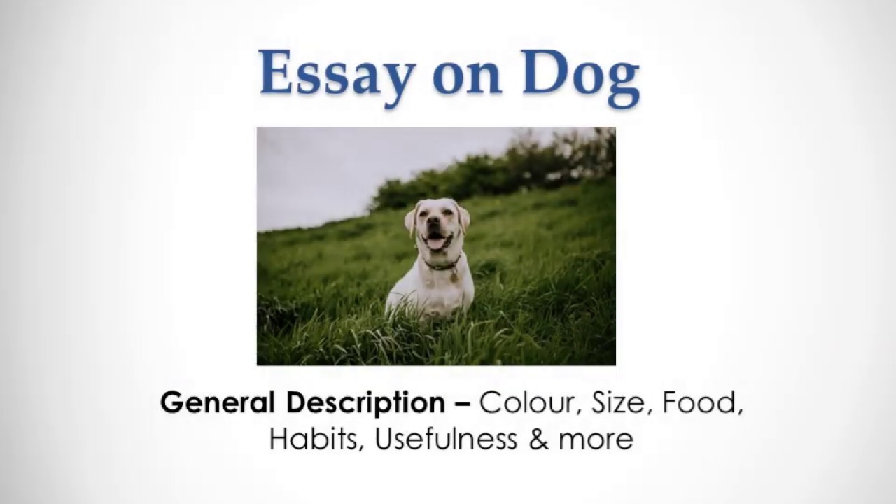 Essay on Dog for School Students - YouTube