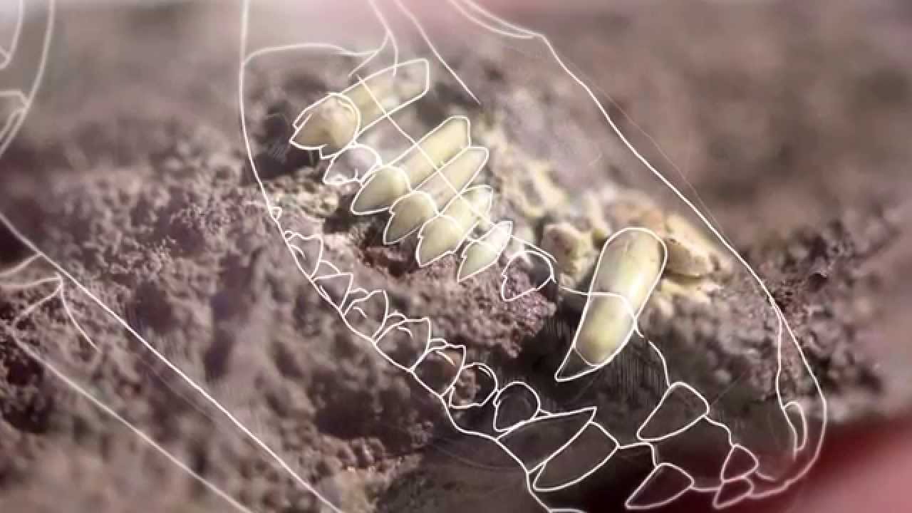 What Can Fossil Teeth Tell Us? — HHMI BioInteractive Video - YouTube