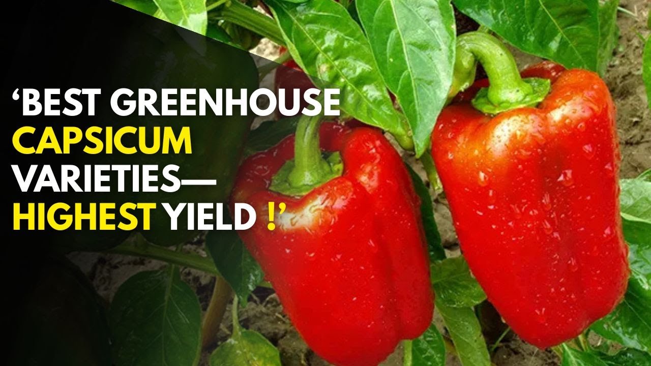 Best Capsicum Varieties: Greenhouse Capsicum Farming in Kenya - YouTube