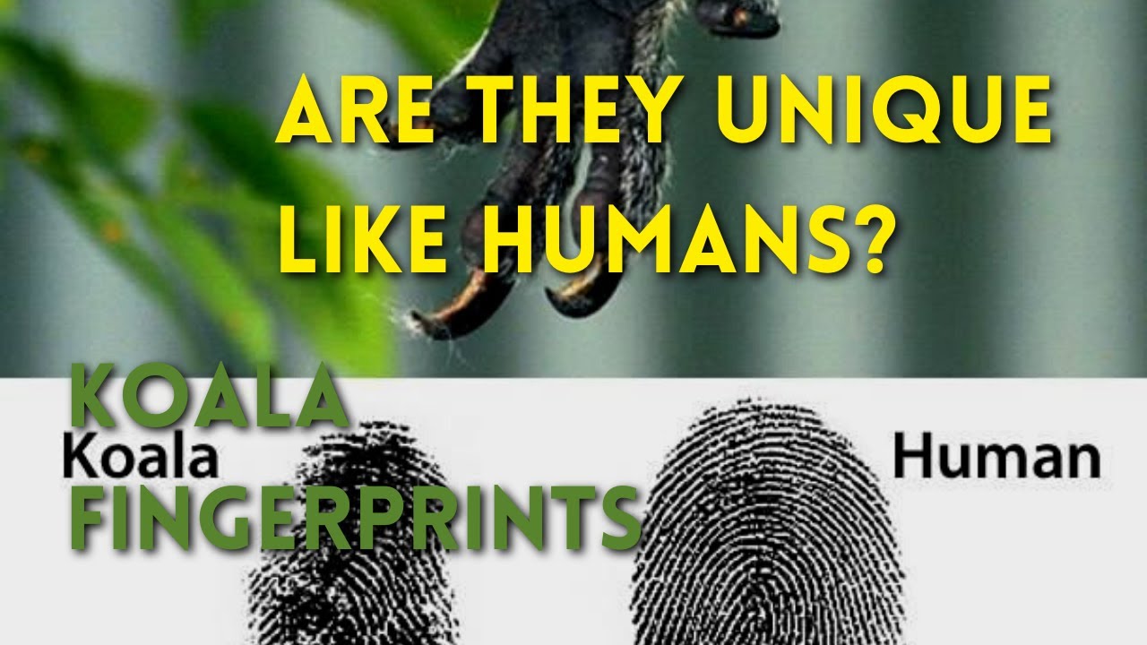 Koala Fingerprints: Are They Unique Like Humans? - YouTube