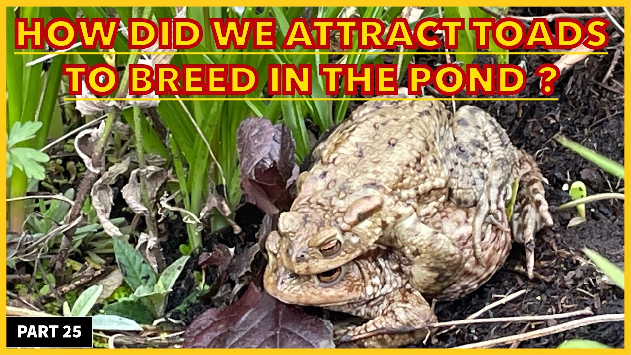 How To Attract & Encourage Toads To Your Garden Pond ? - YouTube