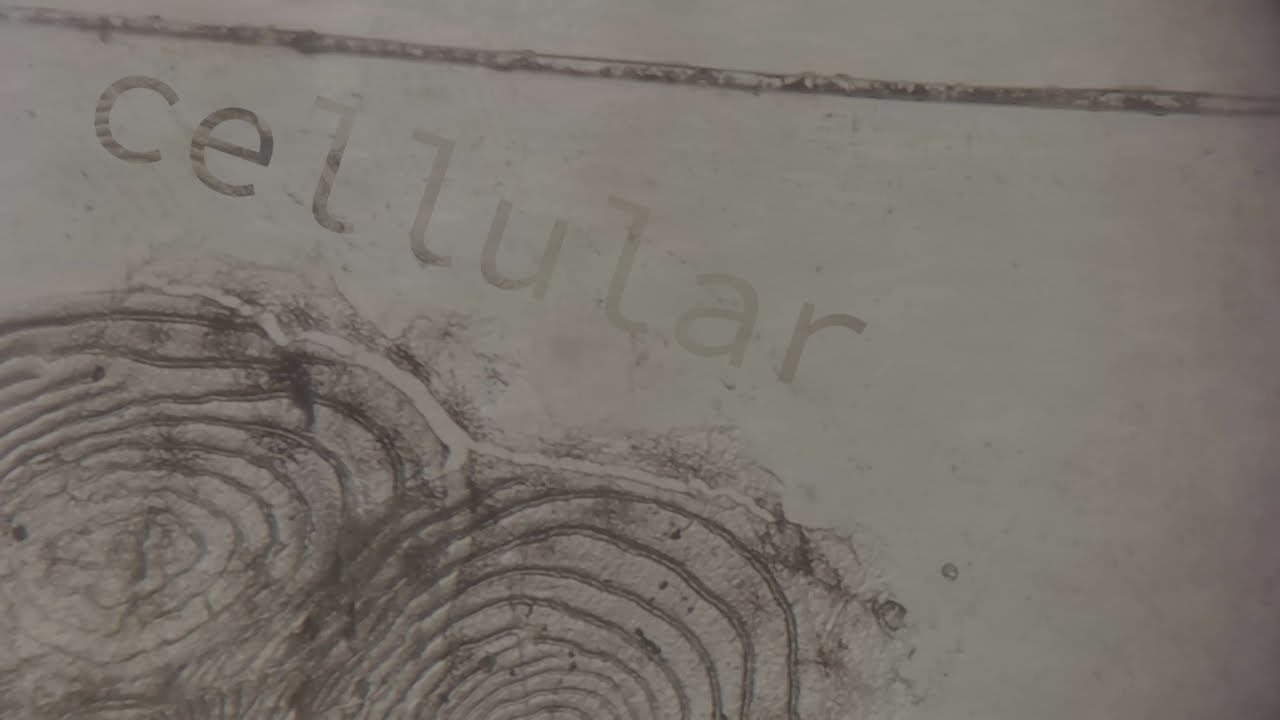 Cellular (Microfreak / KMA Cirrus) - YouTube