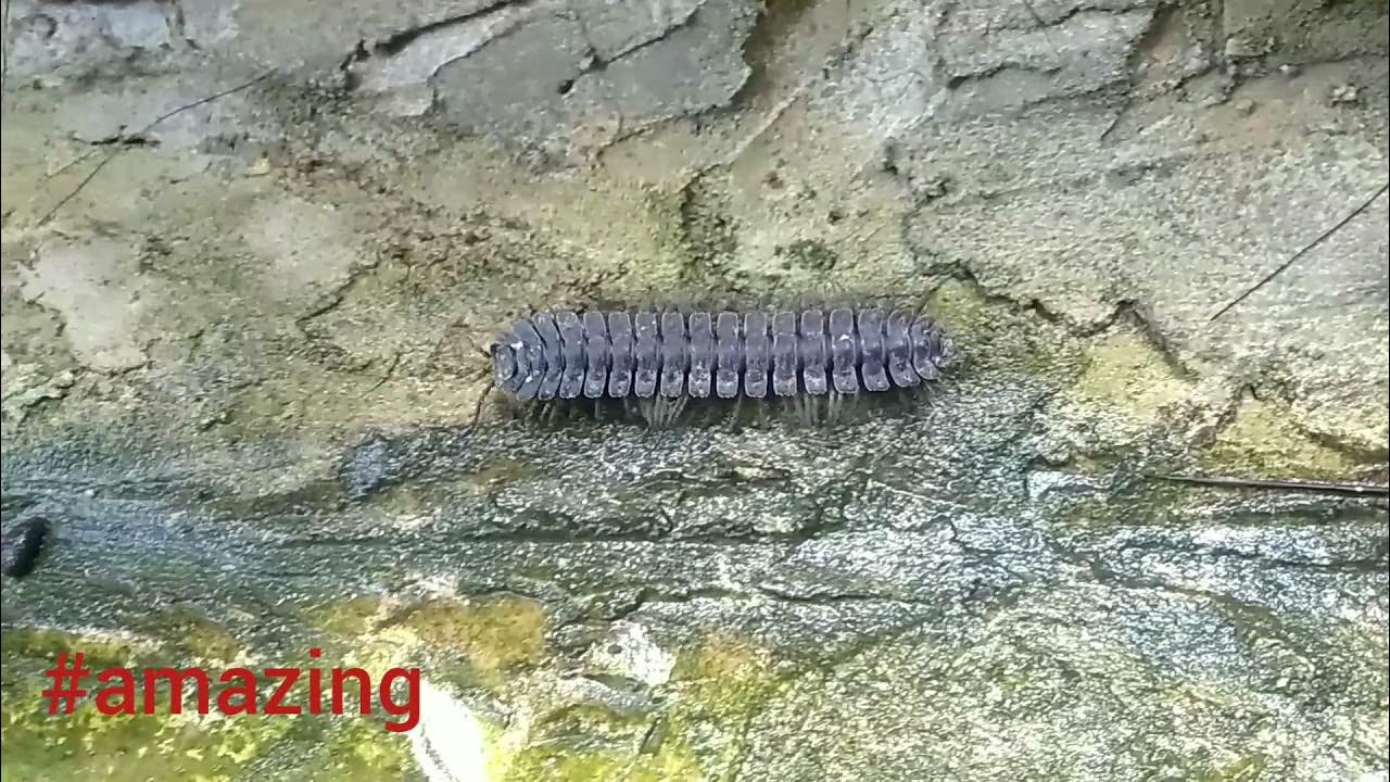 amazing Armoured Millipede - YouTube