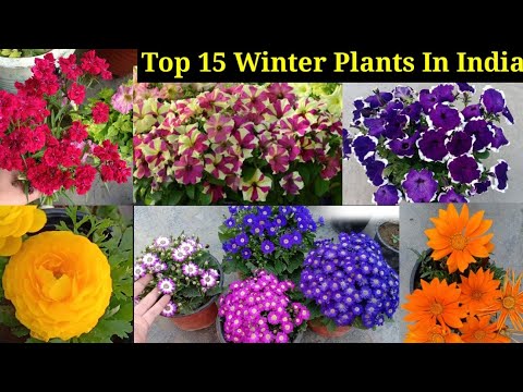 यह 15 पौधे सर्दी में ढेरों फूल देंगे || Top 15 Winter Flowering Plants ...