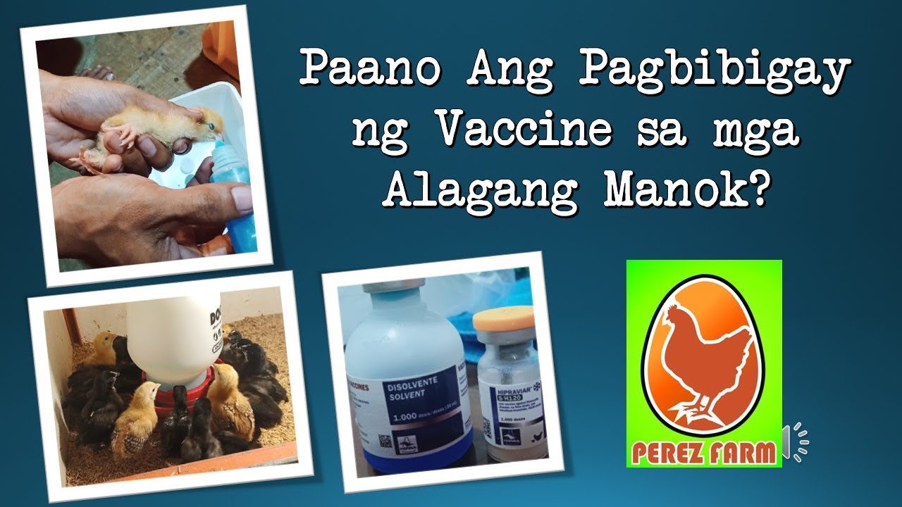 PANOORIN ANG PAGBIBIGAY NG VACCINE SA SISIW// BROWN NICK CHICKS - YouTube