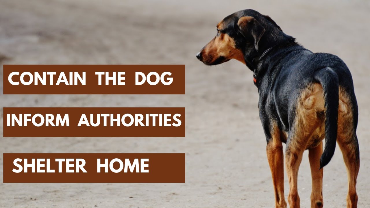 Stray Dog What To Do When Find A Stray Dog YouTube stray-dog-what-to-do-when-find-a-stray-dog-youtube