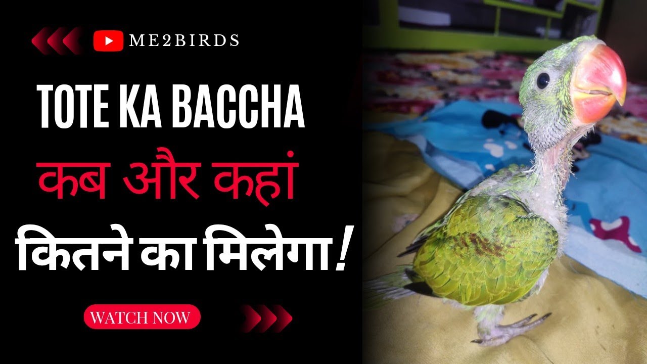Tote Ka Baccha Kab Or Kahan Kitne Ka Milta hai | तोते का बच्चा कितने का ...