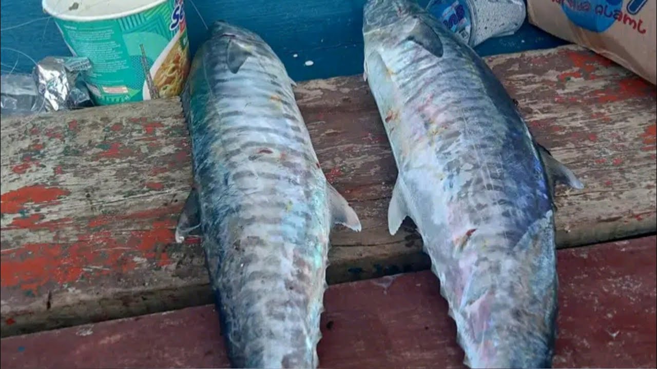 Mancing ikan tuna,tenggiri di panimbangan Serang Banten surga nya para ...
