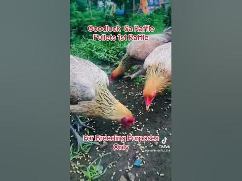 For breeding purposes only - YouTube