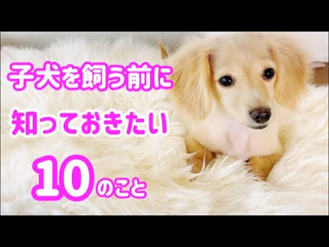 子犬を飼う前に知っておきたい10の事　10 Things I Wish I Knew Before Getting a Puppy