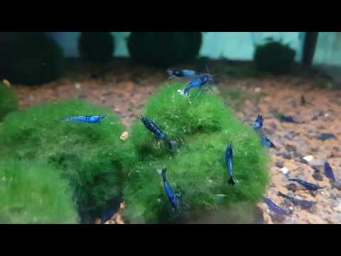 Crevette Neocaridina davidi Rili Bleue 1-2 cm (réf 6578)