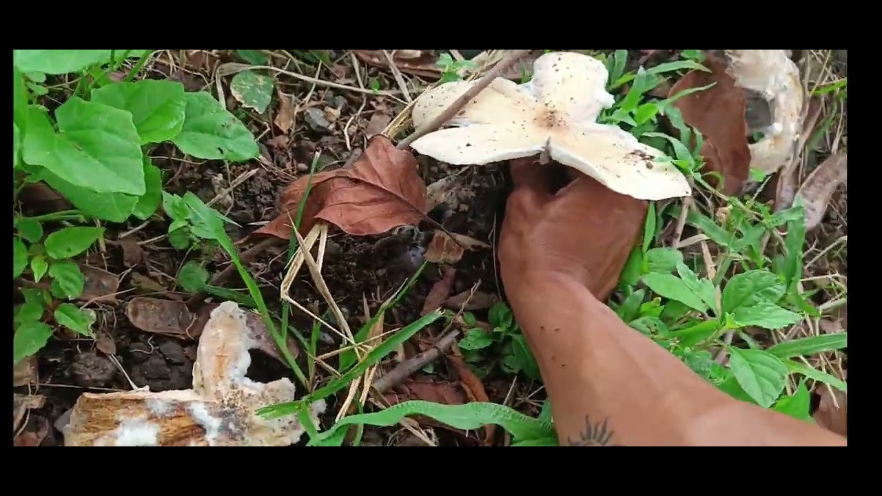 😁ayos may kabuti🍄🍄🍄 nanaman tayo pag ulam nanaman ng isang pamilya ...