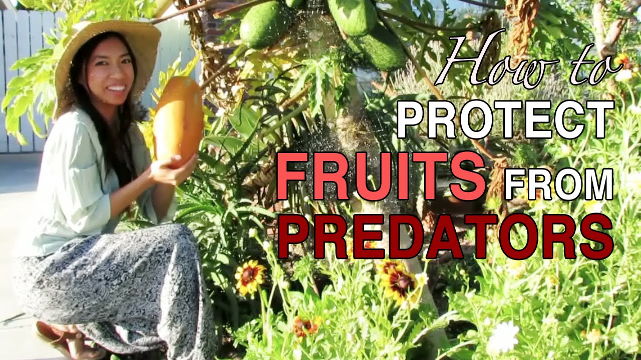 How To Protect Fruits From Predators + Harvest, Eating! - YouTube
