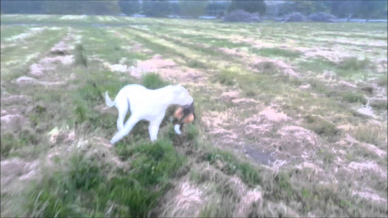 Henry the Beagle - YouTube