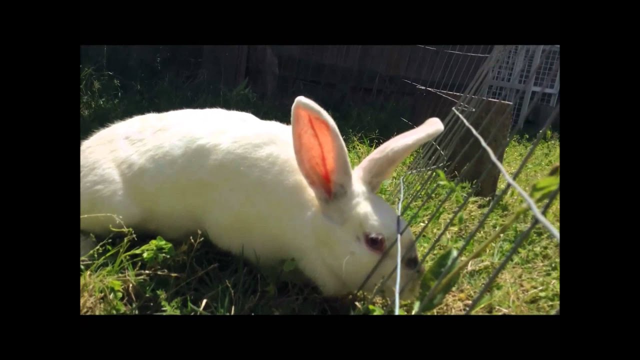Funny Talking rabbit - YouTube