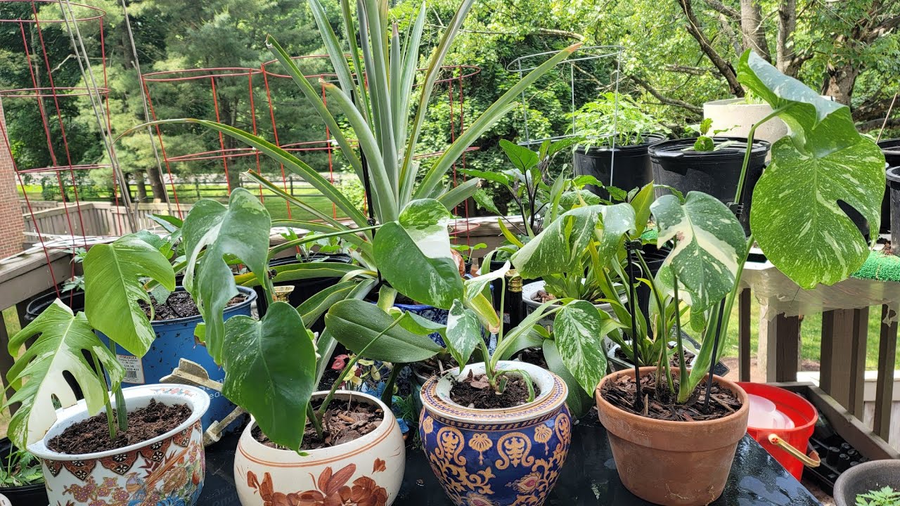 GARDENING! REPOTING, PLANTING AND TRANSFERRING PLANTS. - YouTube