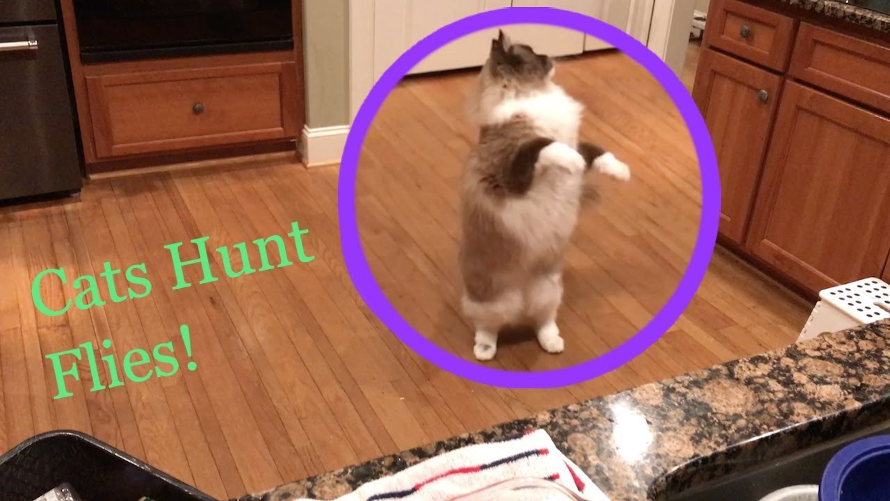 Cats Hunt Flies! - YouTube