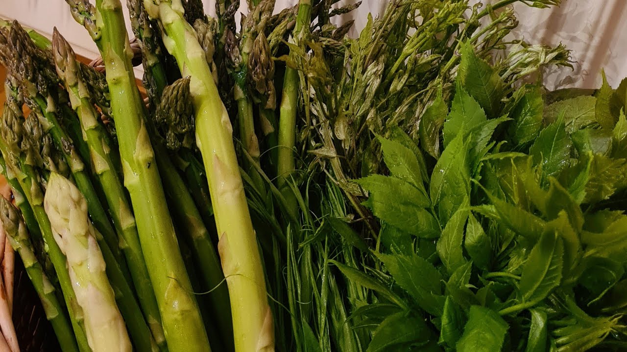 สวัสดีค่ะวันนี้พาเก็บผักป่ามีหลายอย่างมากค่ะ มีผักสะเดาและหน่อไม้ฝรั่ง ...