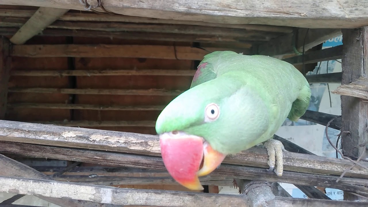 parrot speaking nepali languages,सुगाले के भयाे ह?भन्छ ।। parrot ask to ...