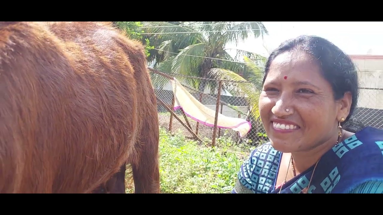 #viral #amazingmilking 👈🐐 #vlog 👌 - YouTube