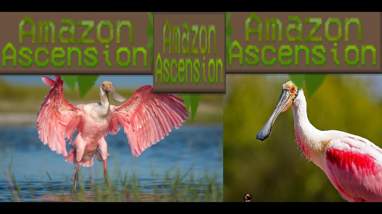 SPOONBILL UPDATE! | AMAZON ASCENSION, ROBLOX!!! | - YouTube