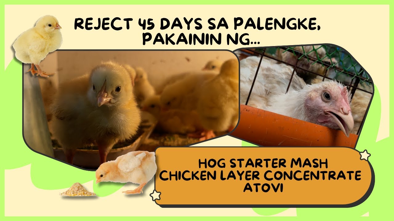 Reject 45 days sa Palengke, Pakainin ng Hog Starter Mash with Chicken ...