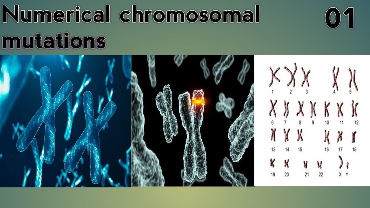 Numerical chromosomal mutations part 01 - YouTube