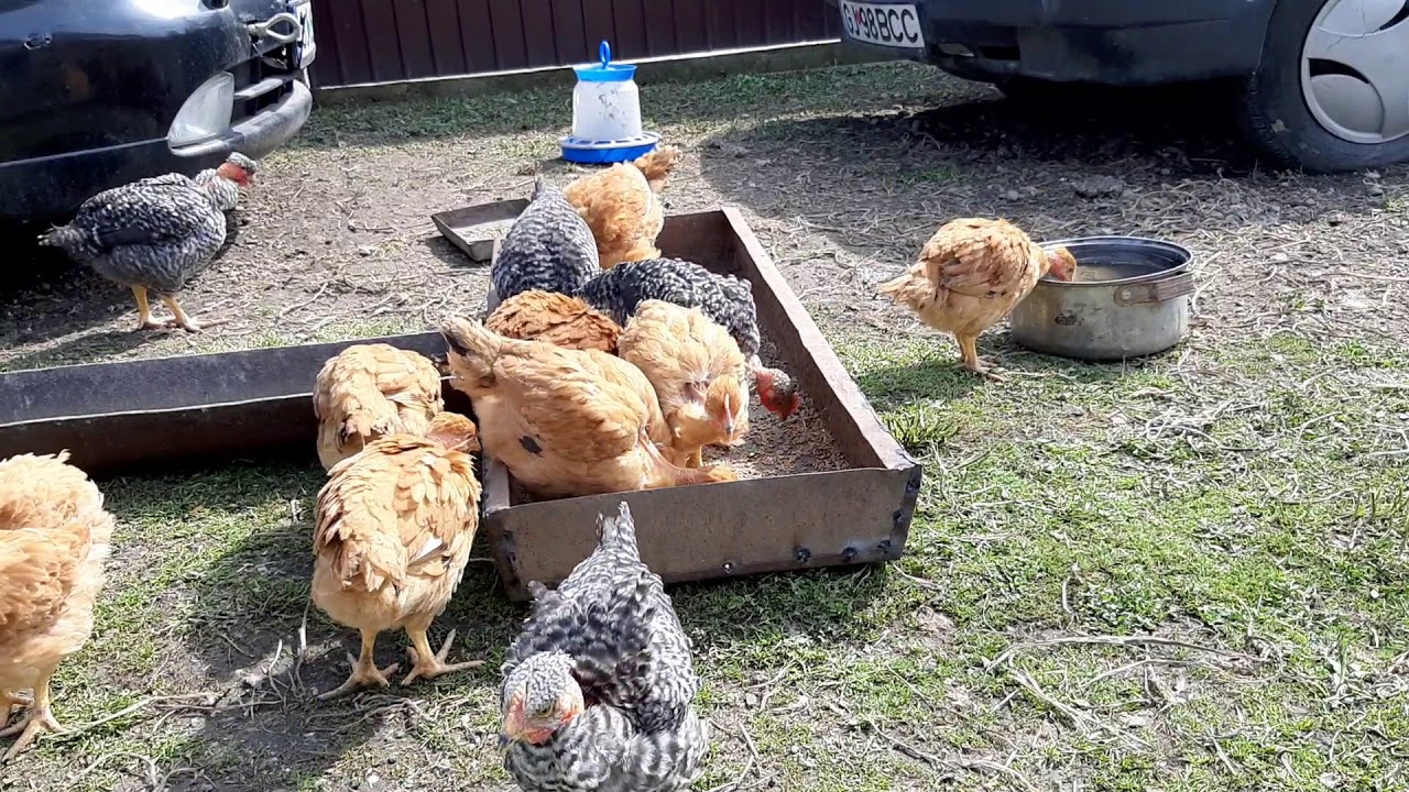 Pui gat golas gri barat 5 săptămâni, au ajuns la un kg!! - YouTube