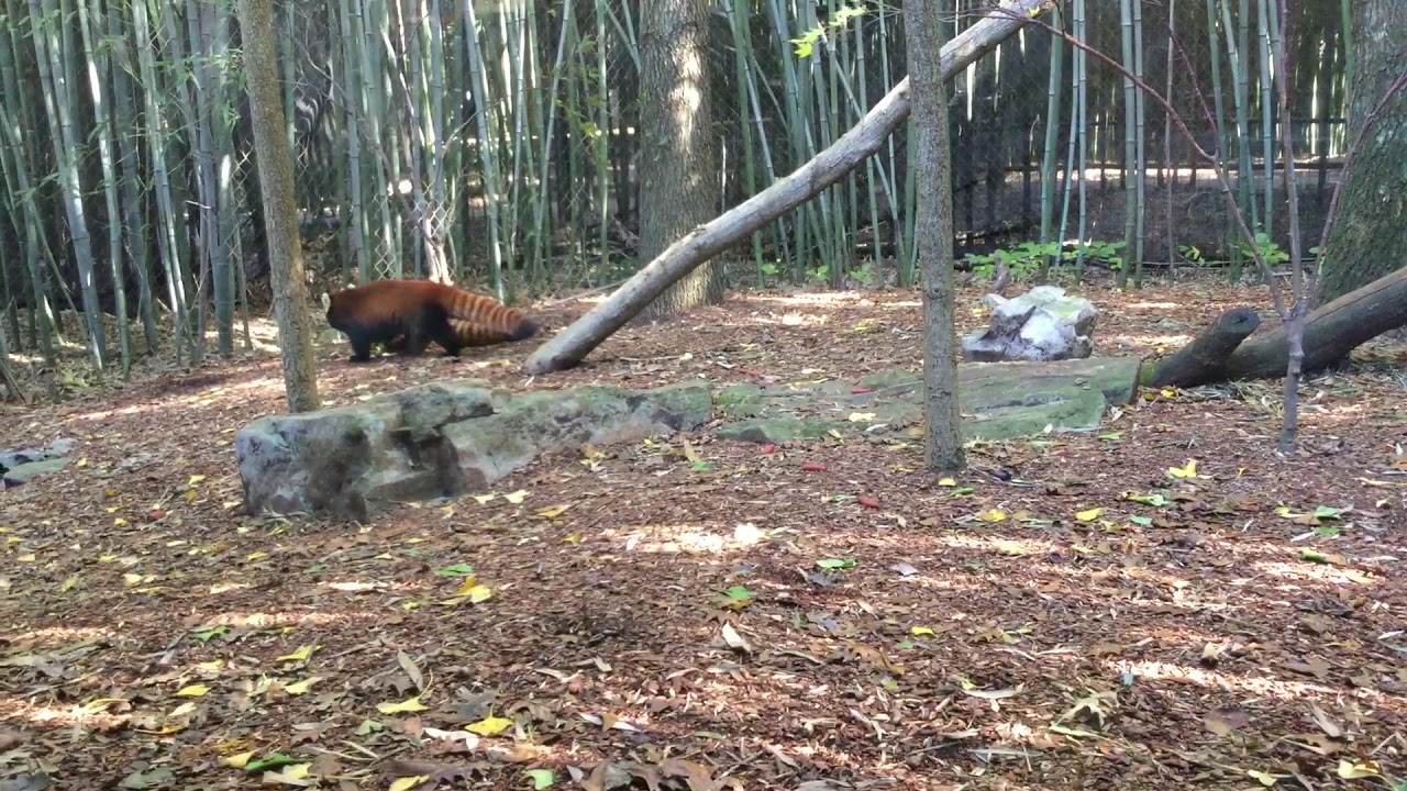 Red panda baby pounce - YouTube