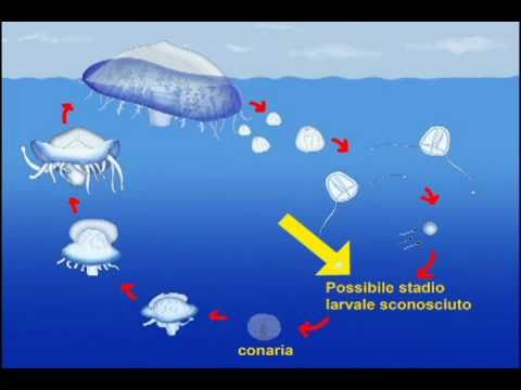 Animali blu Velella velella - YouTube