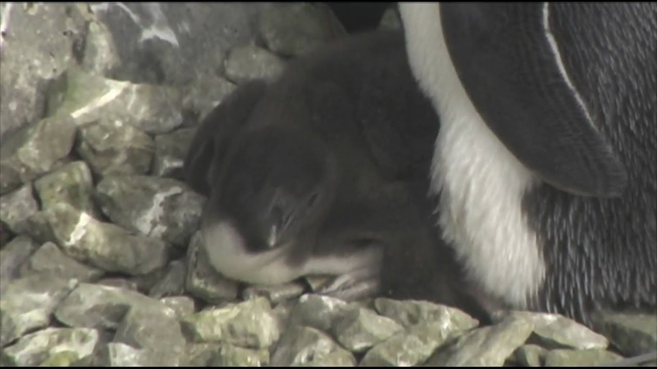 Baby macaroni penguin grows. - YouTube