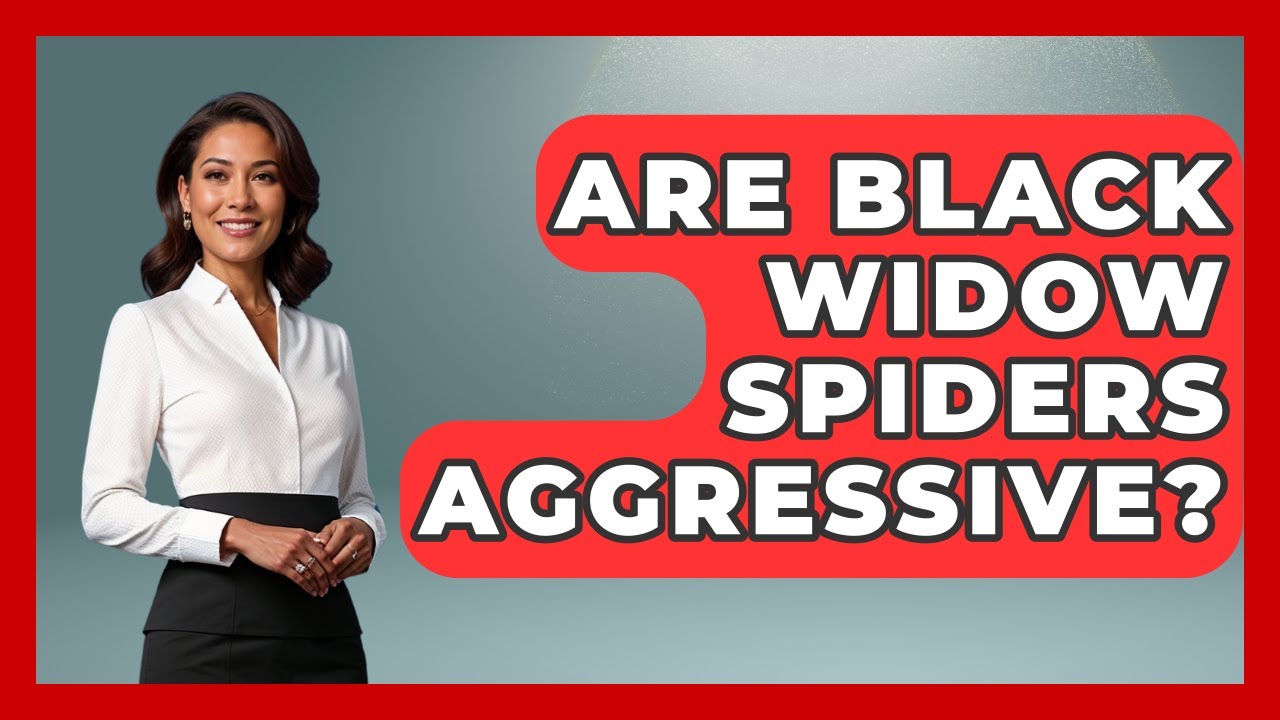 Are Black Widow Spiders Aggressive? - Insects and Invaders - YouTube