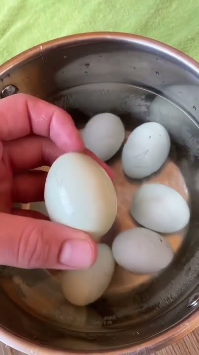 Закладываю яйца в инкубатор 🐤🐥🐣 Youtube